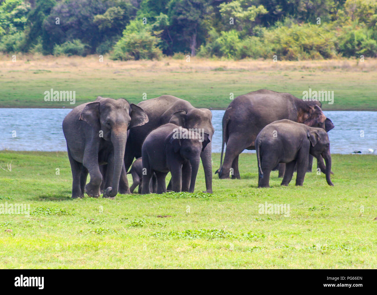 Nationalpark kaudulla hi-res stock photography and images - Alamy