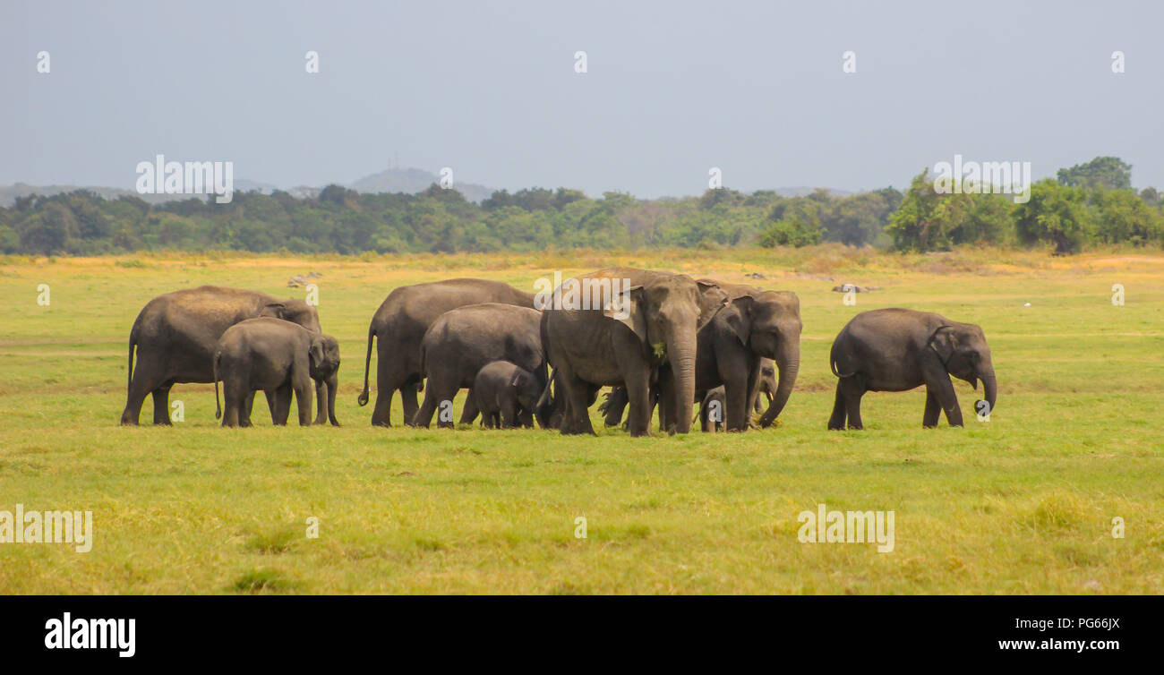 Nationalpark kaudulla hi-res stock photography and images - Alamy