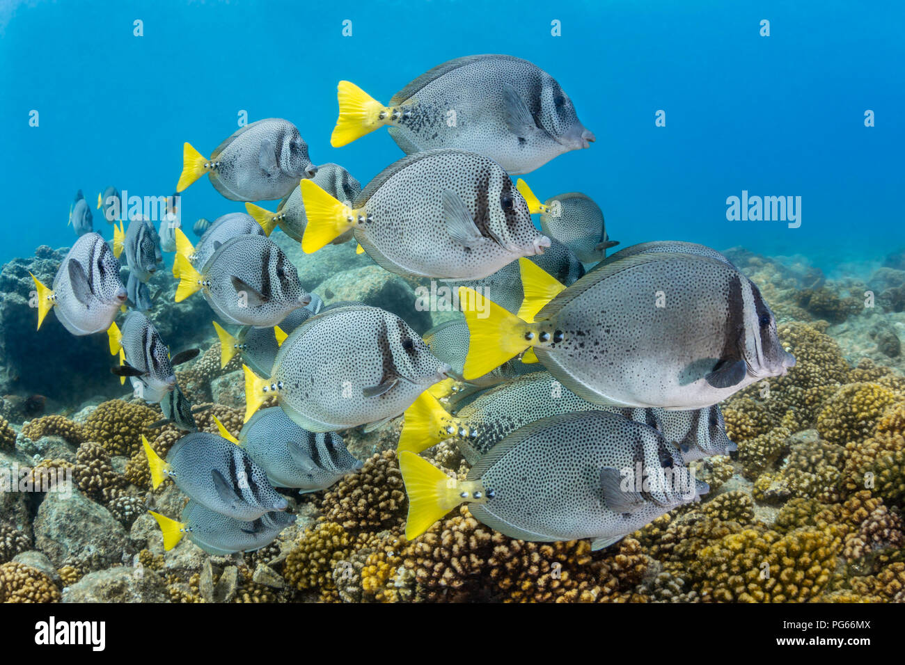 Yellow Tail Fish Stock Photos & Yellow Tail Fish Stock Images - Alamy