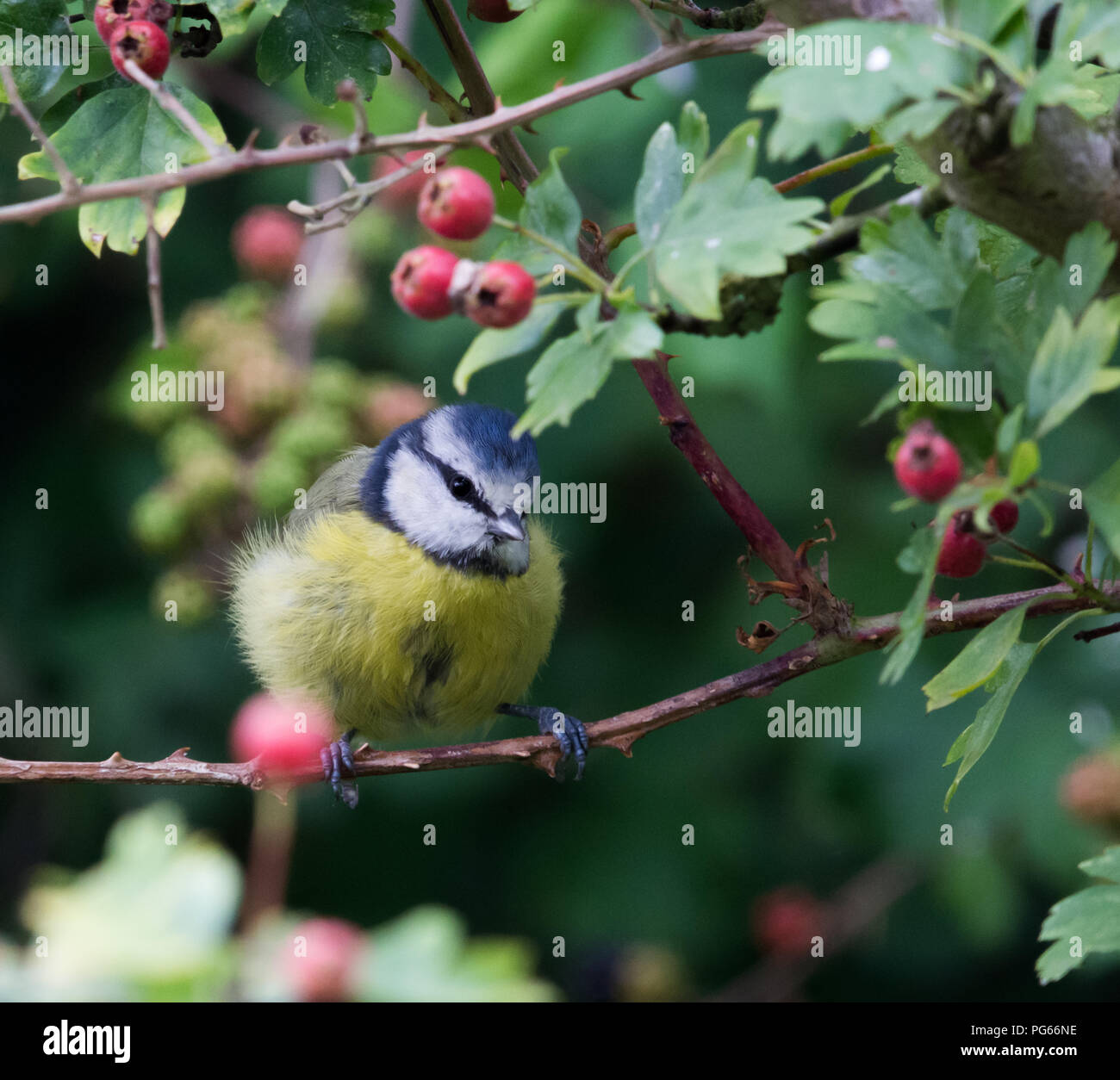 Blue tit- Eurasian Blue Stock Photo - Alamy