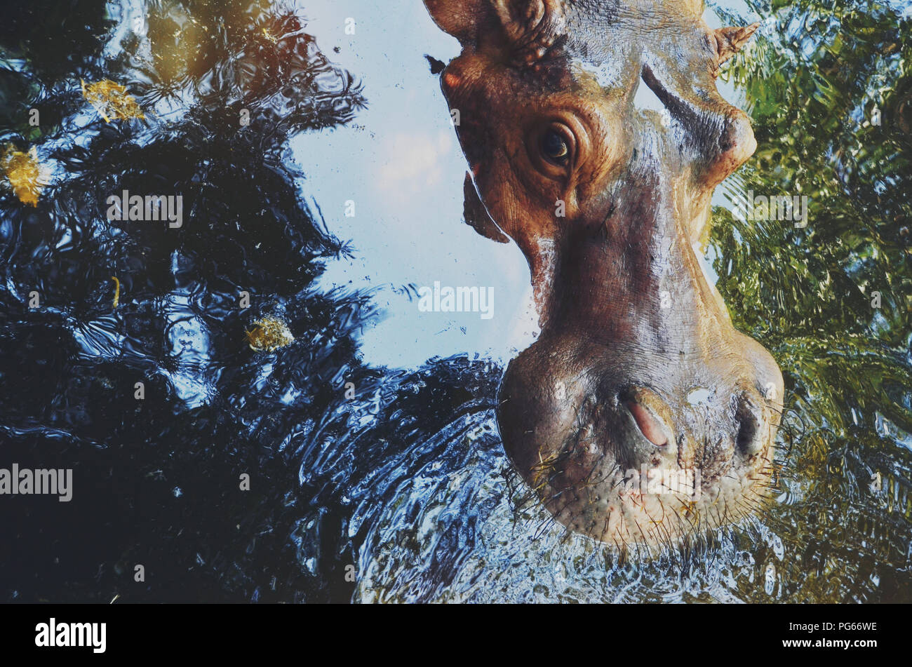 Closeup portrait of a hippo/hippopotamus Stock Photo - Alamy