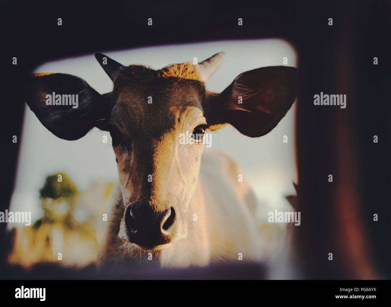 Cow looking through window hi-res stock photography and images - Alamy