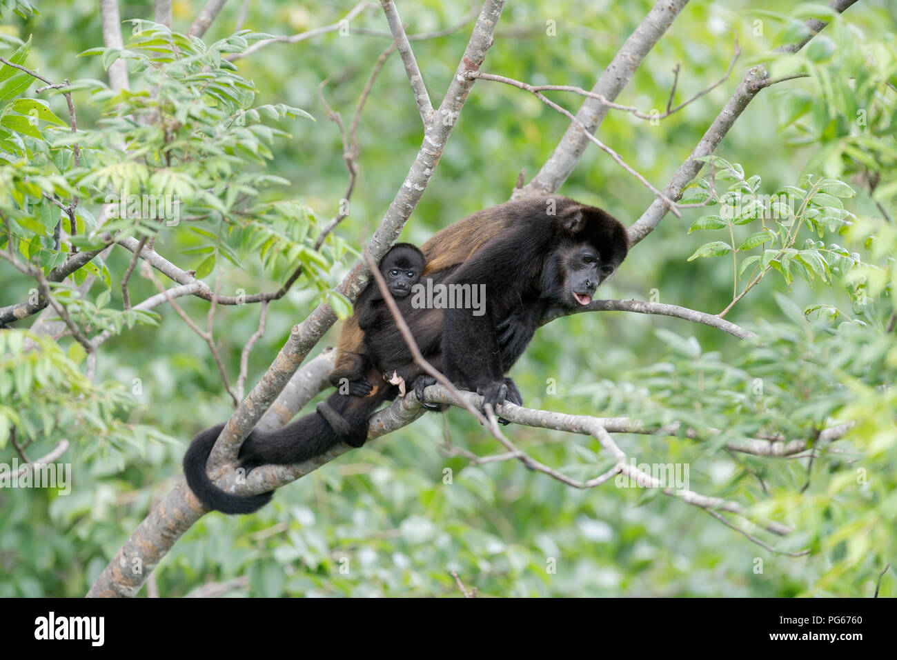 Primate eyes hi-res stock photography and images - Alamy