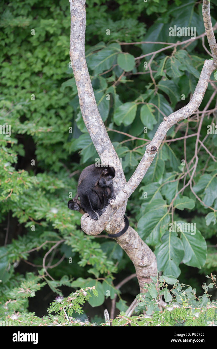 Primate eyes hi-res stock photography and images - Alamy
