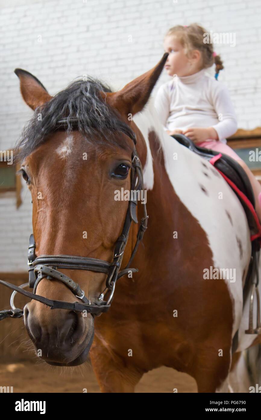 horseback riding. the little girl is riding a horse in a pen Stock ...
