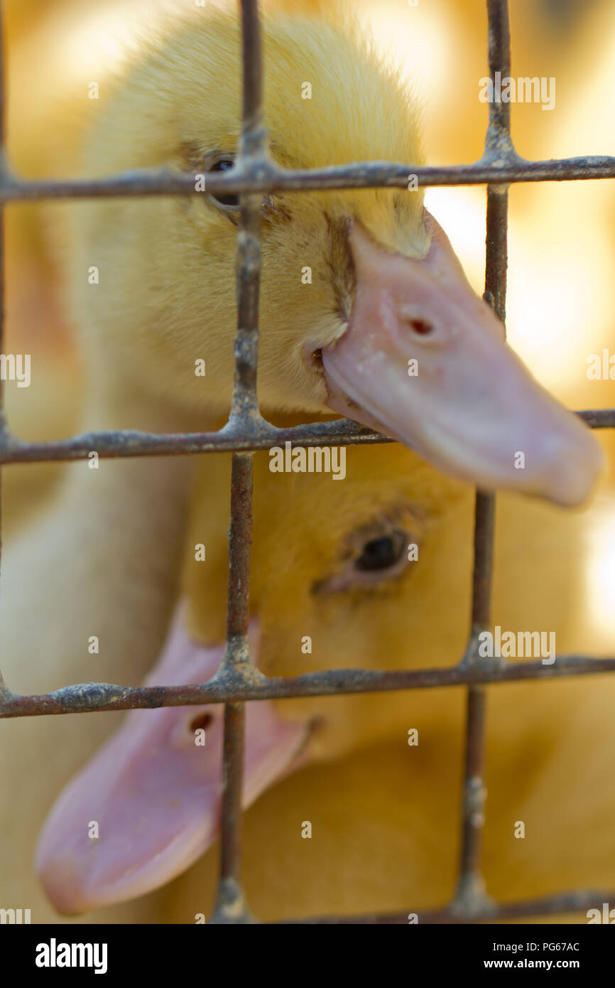 two cute ducklings sitting in a cage Stock Photo - Alamy