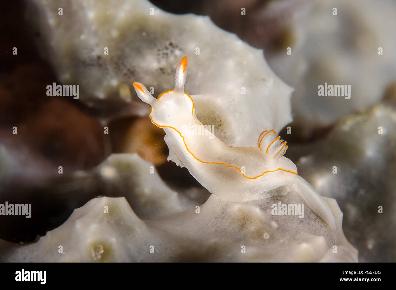 Sea Slug, Thorunna furtiva, Chromodorididae, Anilao, Batangas ...