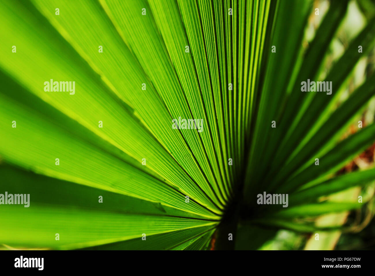 Fan leaf tree hi-res stock photography and images - Alamy