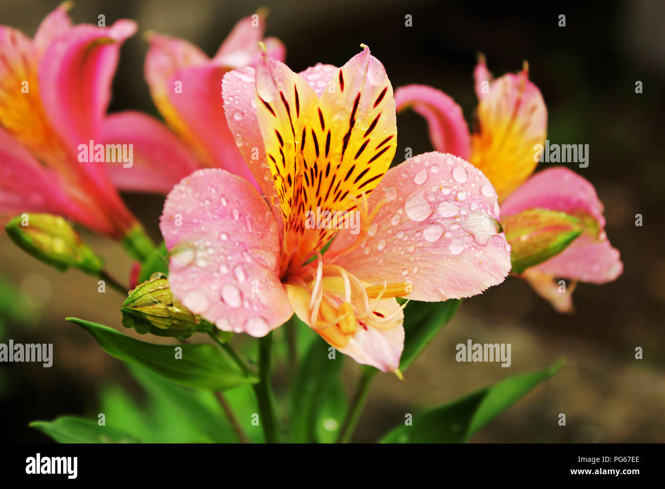 Water drop peruvian lily hi-res stock photography and images - Alamy