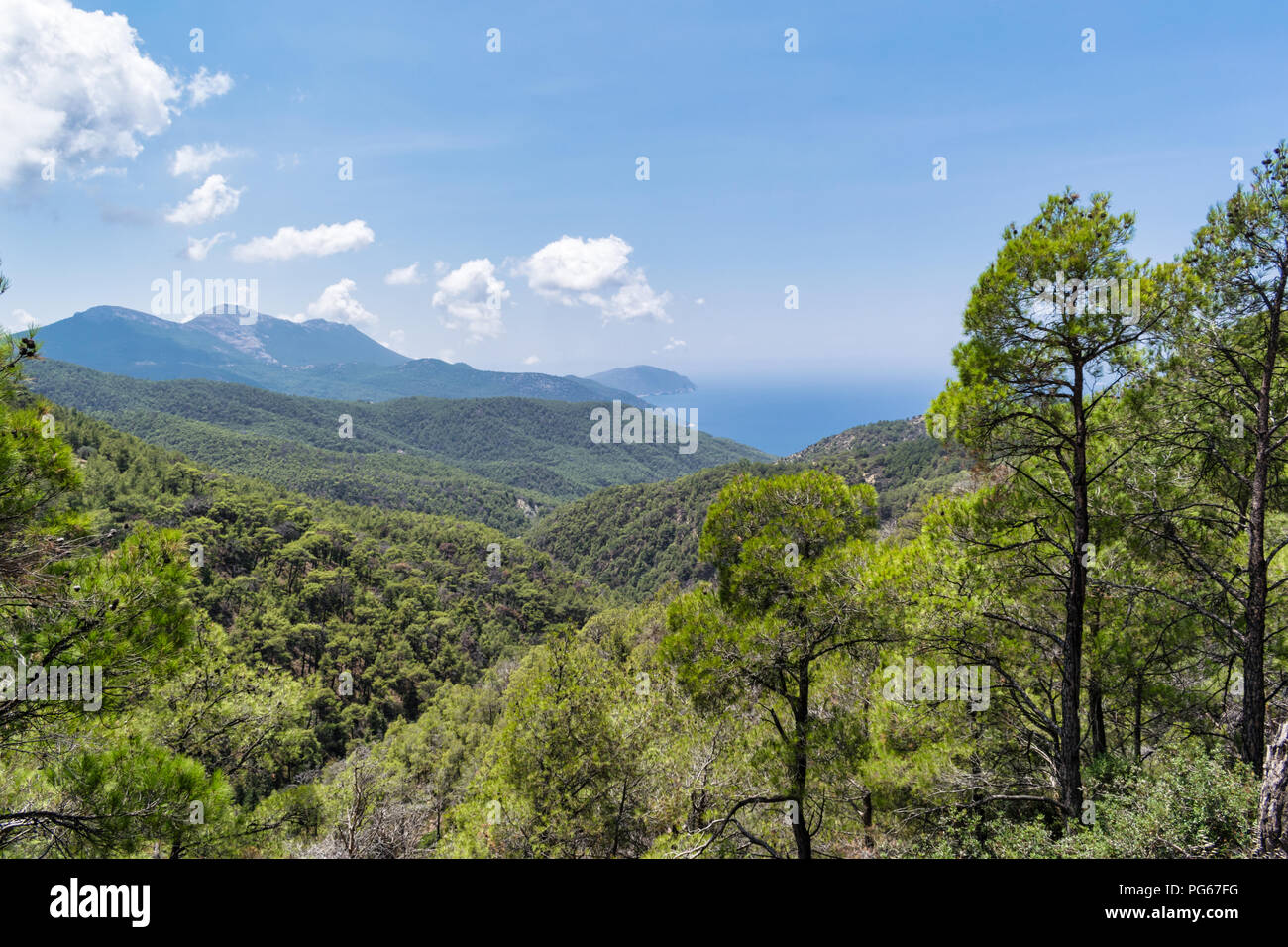 This is a pine forest in the mountains on the Greek Island of Rhodes ...