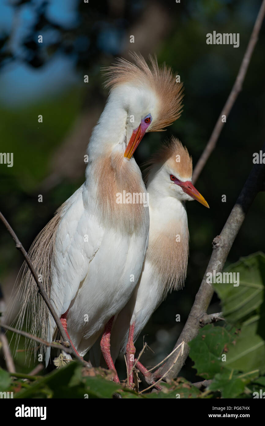 cattle egret couple beginning the nest building process in full ...