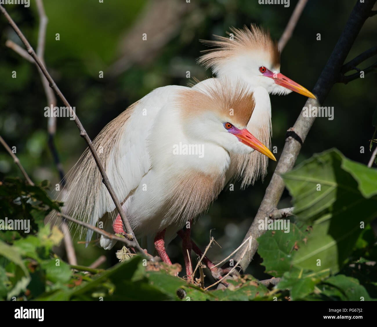 cattle egret couple beginning the nest building process in full ...