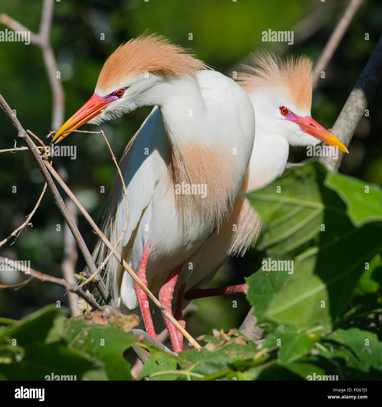 cattle egret couple beginning the nest building process in full ...