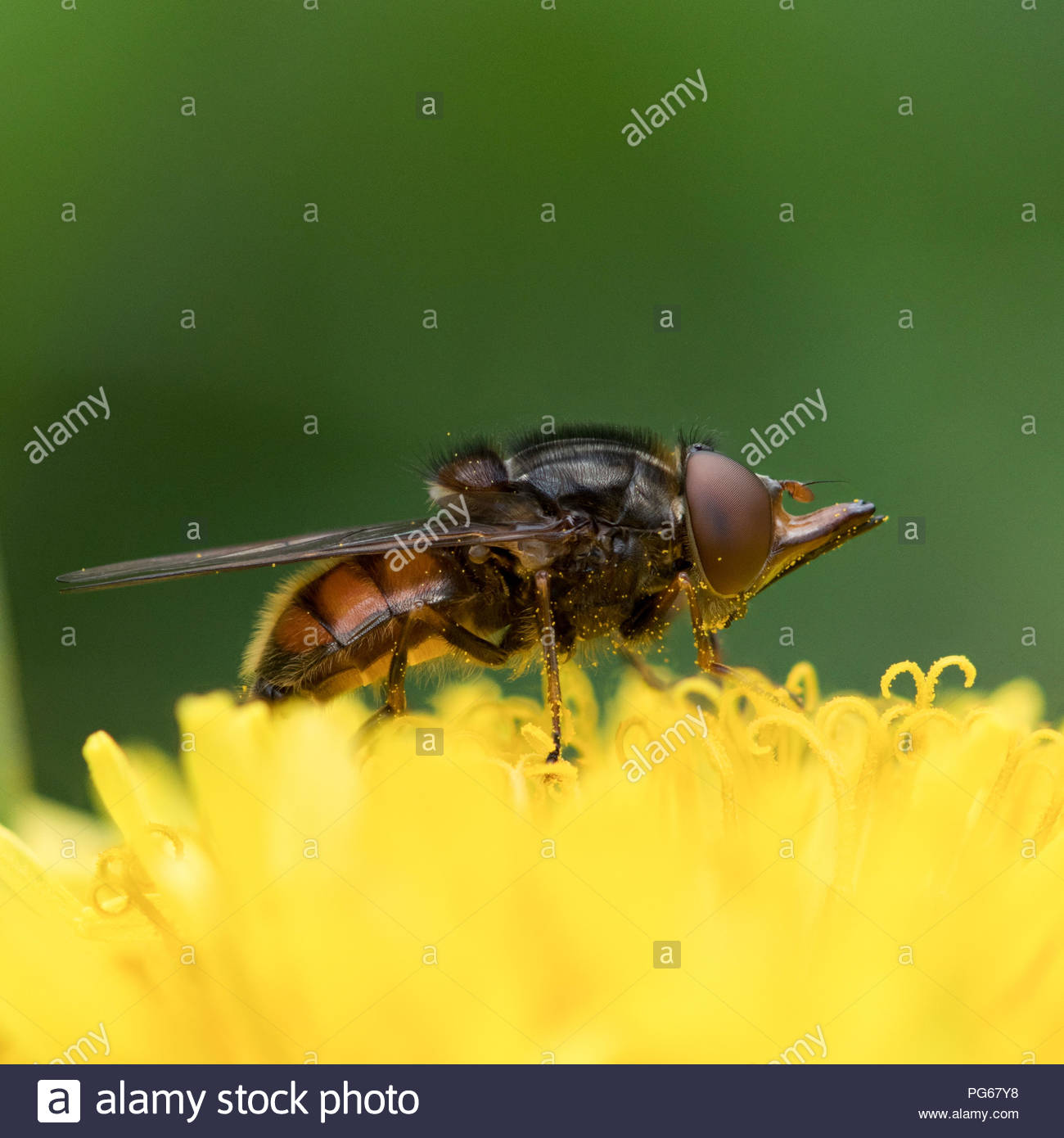 Spurious Vein High Resolution Stock Photography and Images - Alamy