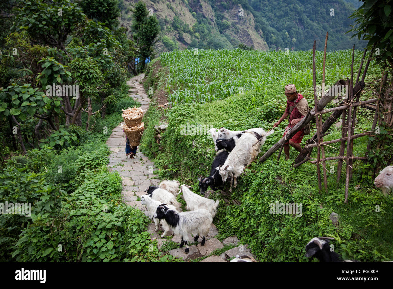 Goat shepherd with herd of goats in Landruk. Annapurna trek. Annapurna ...