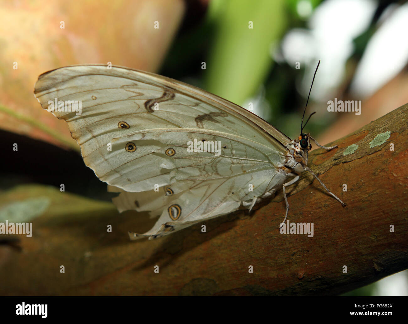 White Morpho Buterfly Stock Photo - Alamy