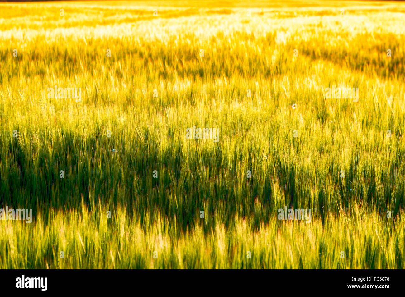 Uk, Scotland, East Lothian, field of Barley (Hordeum vulgare L Stock ...