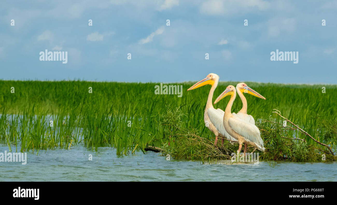 Pelican - Delta Danube Stock Photo - Alamy