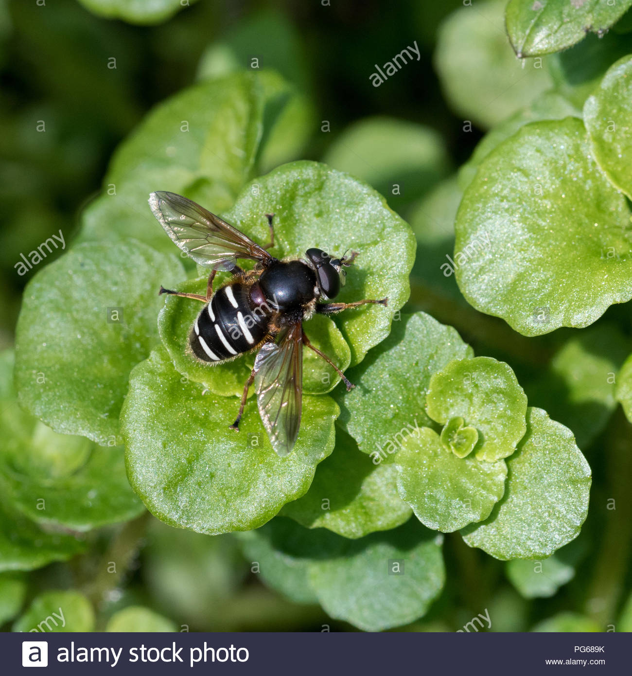 Vena Spuria Stock Photos & Vena Spuria Stock Images - Alamy