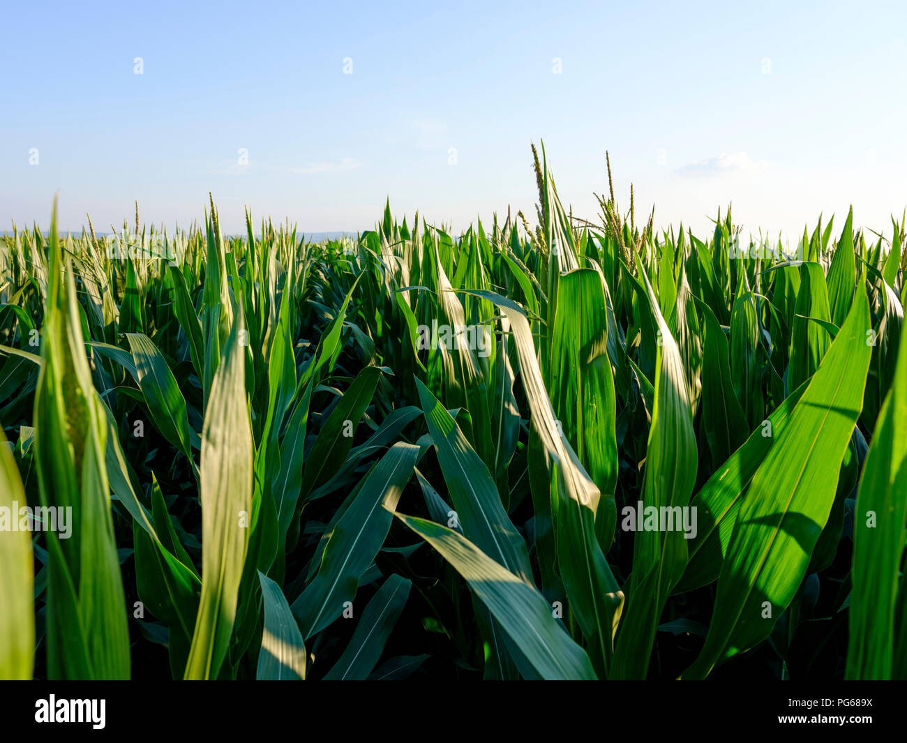 Green corn hi-res stock photography and images - Alamy