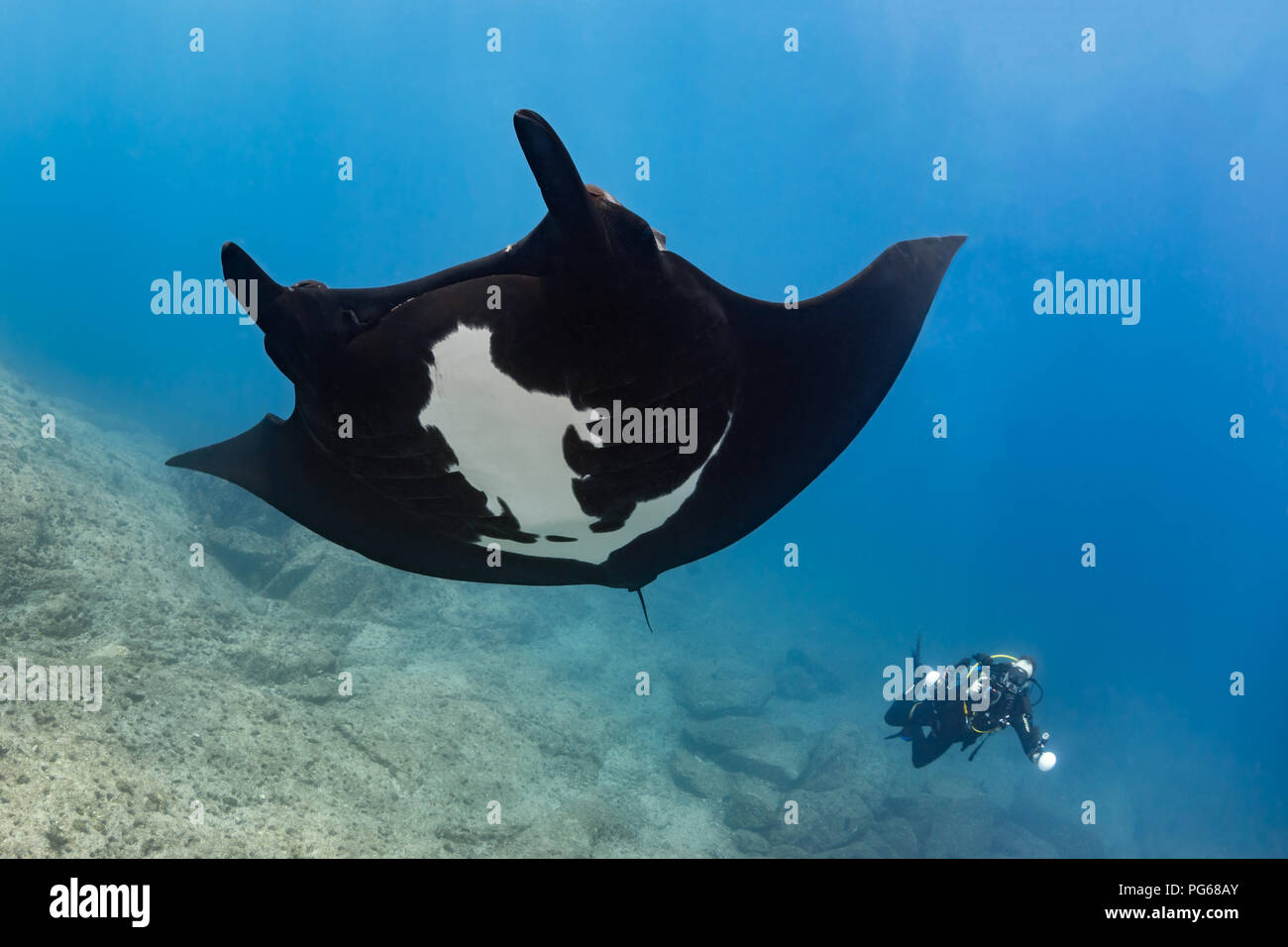 Underwater Photographer capturing a Giant Pacific Manta Ray at La Reina ...