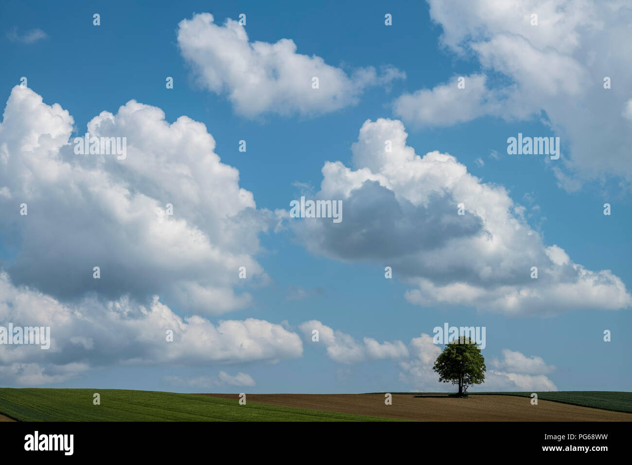 Single tree photos hi-res stock photography and images - Alamy