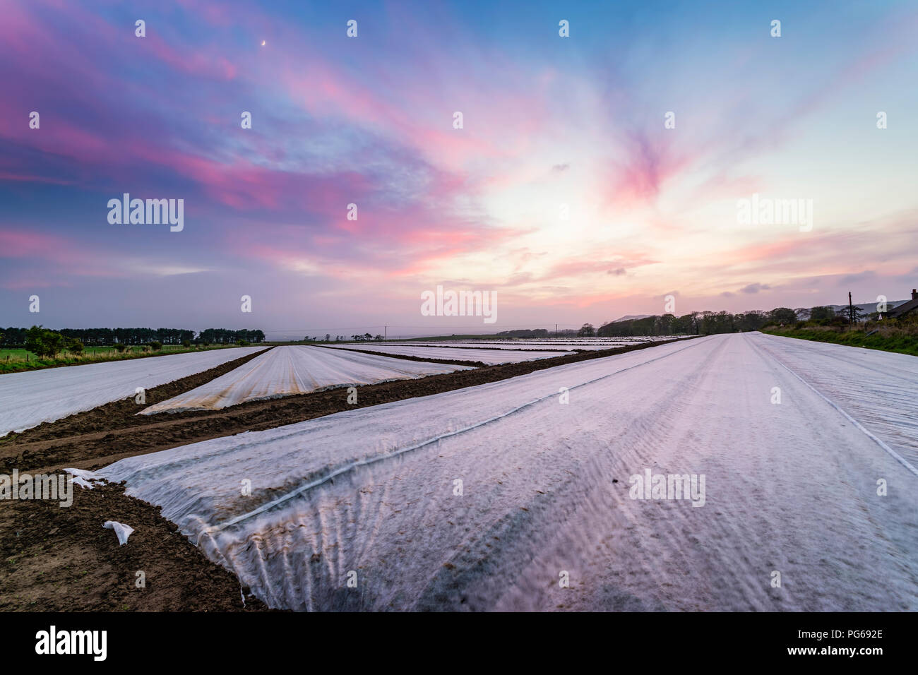 UK, Scotland, Fife, plasticulture, plastic, field, crops, farming Stock ...