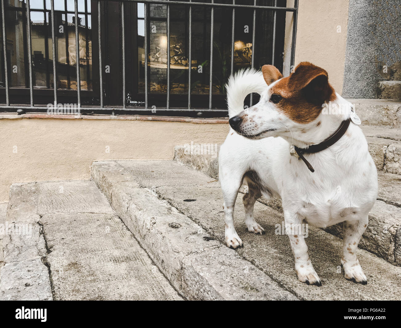 A small breed dog jack russell terrier on an old European street in ...