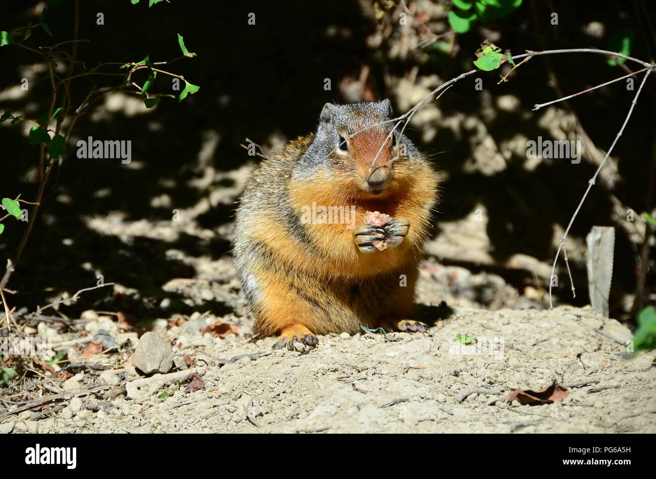 Eat groundhog hi-res stock photography and images - Alamy