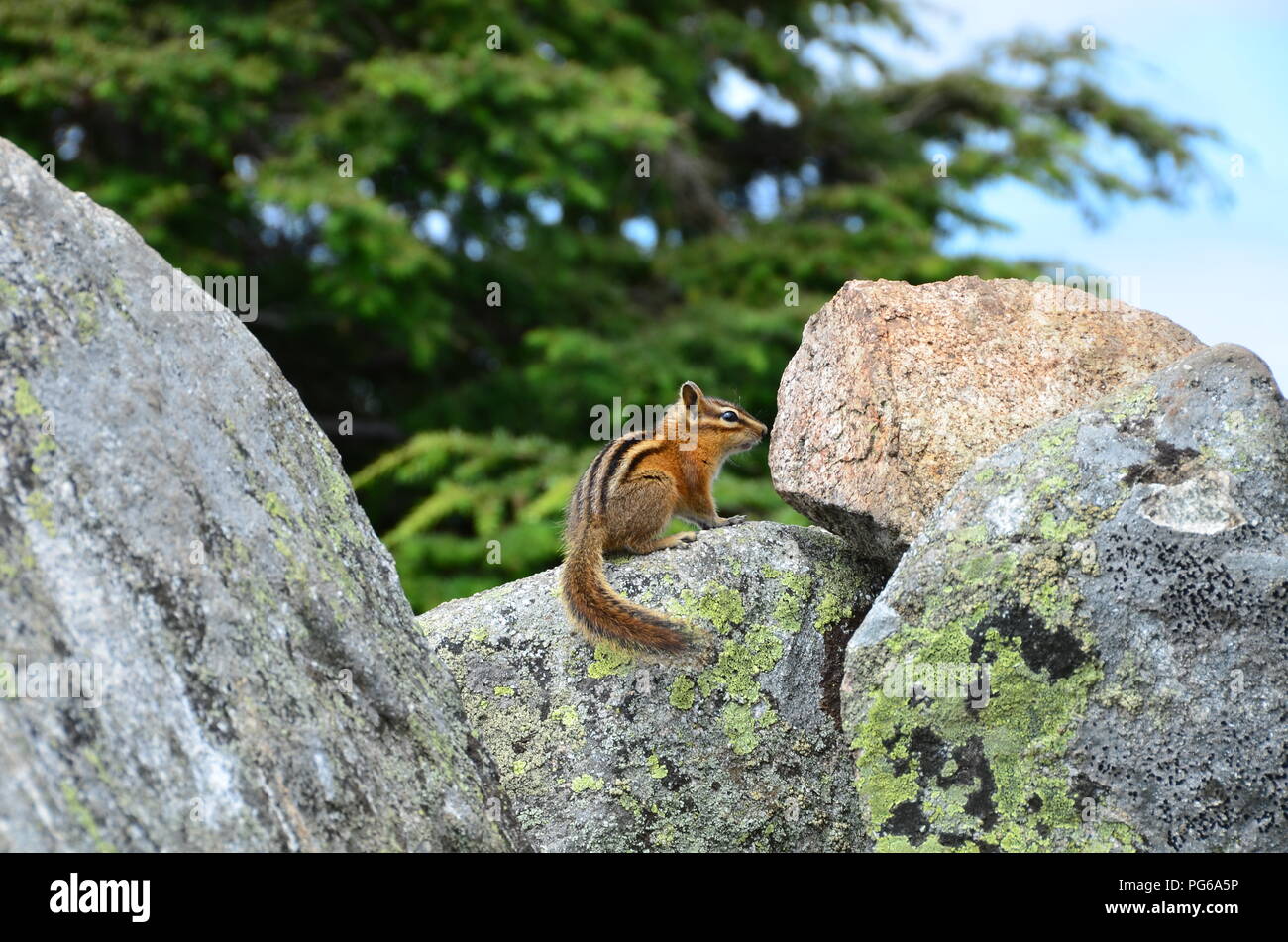 Cheerful chipmunk hi-res stock photography and images - Alamy