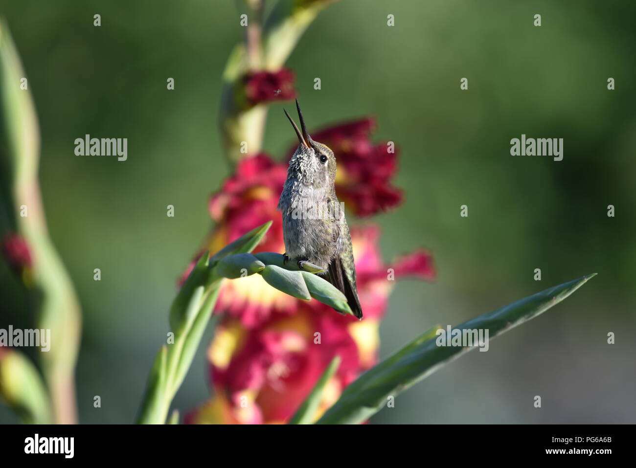 Bird catching insect hi-res stock photography and images - Alamy
