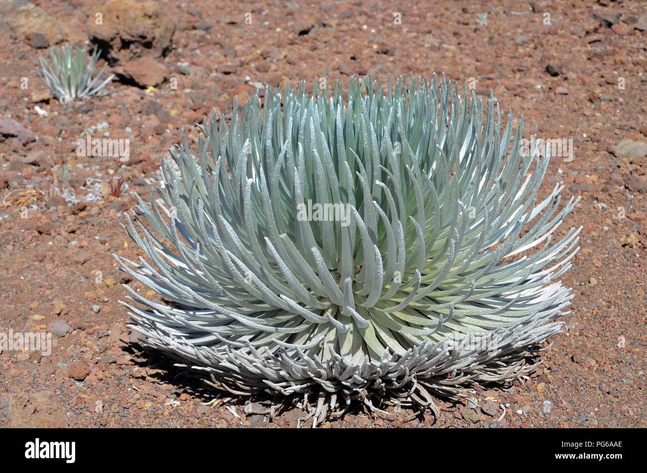 Silver sword plant hi-res stock photography and images - Alamy