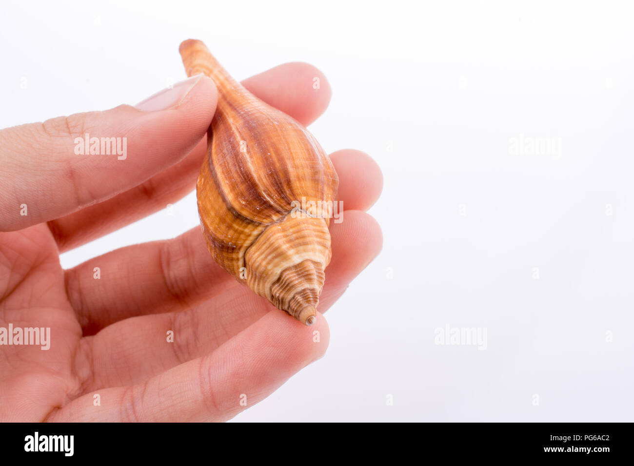 Hand holding Beautiful sea shell on a white background Stock Photo - Alamy