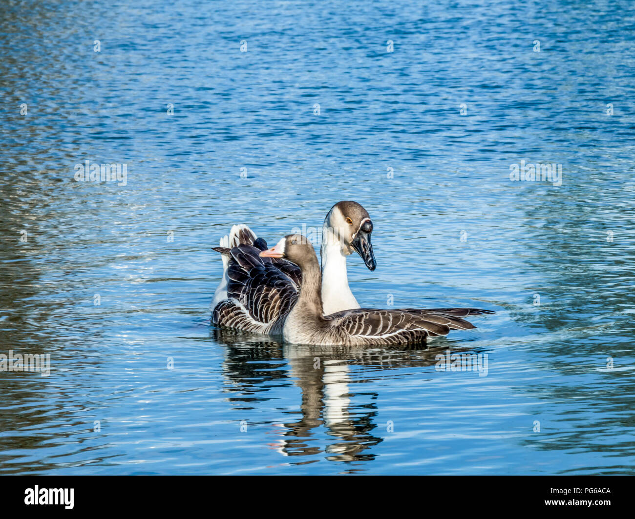 Canadian geese swimming in pond hi-res stock photography and images - Alamy