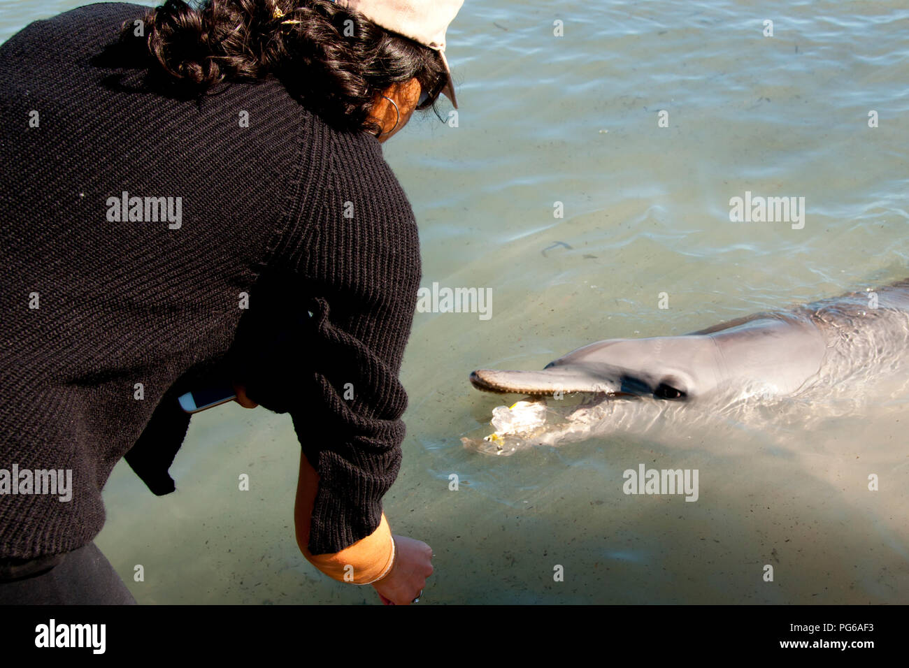 Wild Dolphin - Monkey Mia - Australia Stock Photo - Alamy