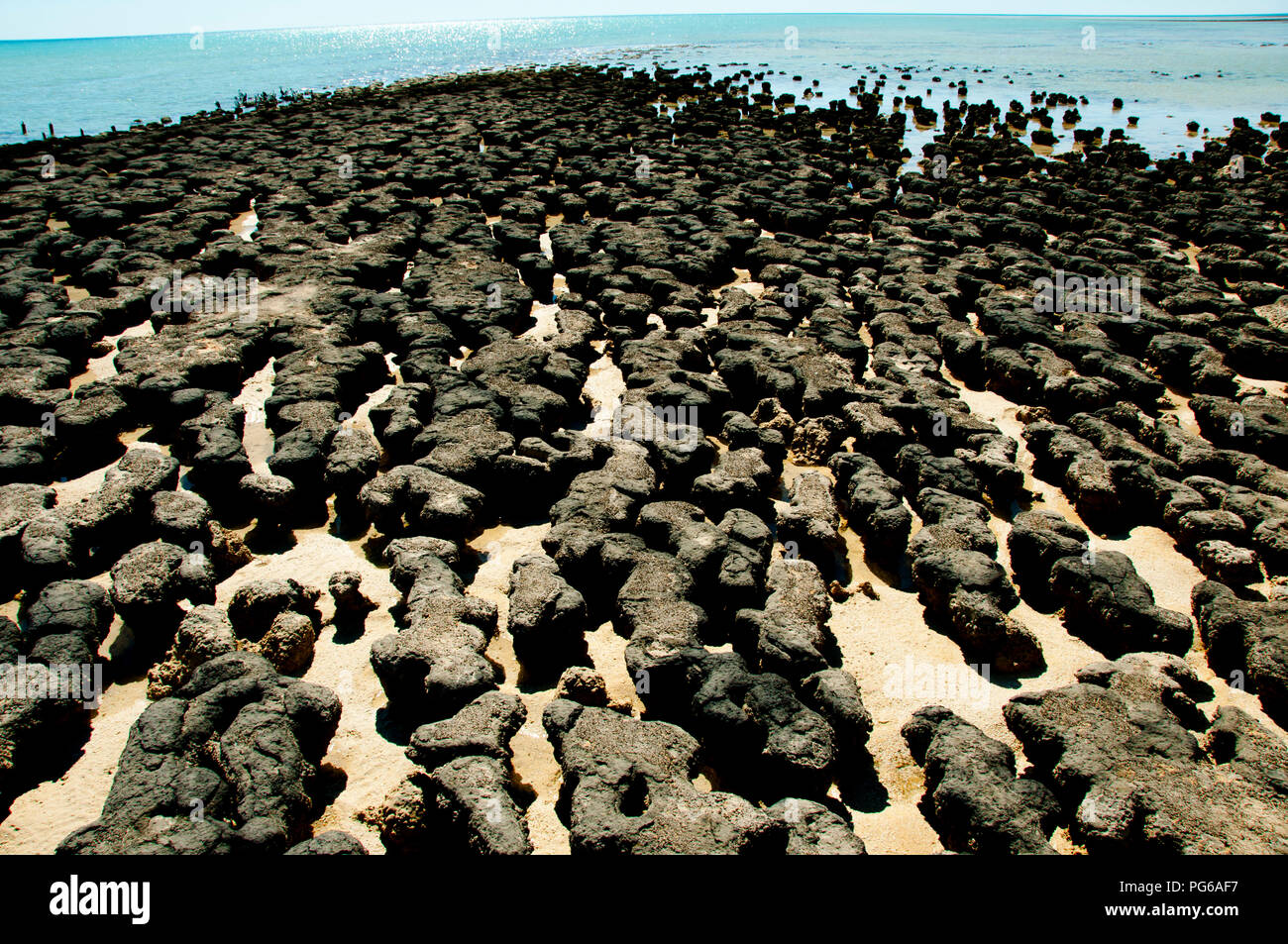 Cyanobacteria fossil hi-res stock photography and images - Alamy