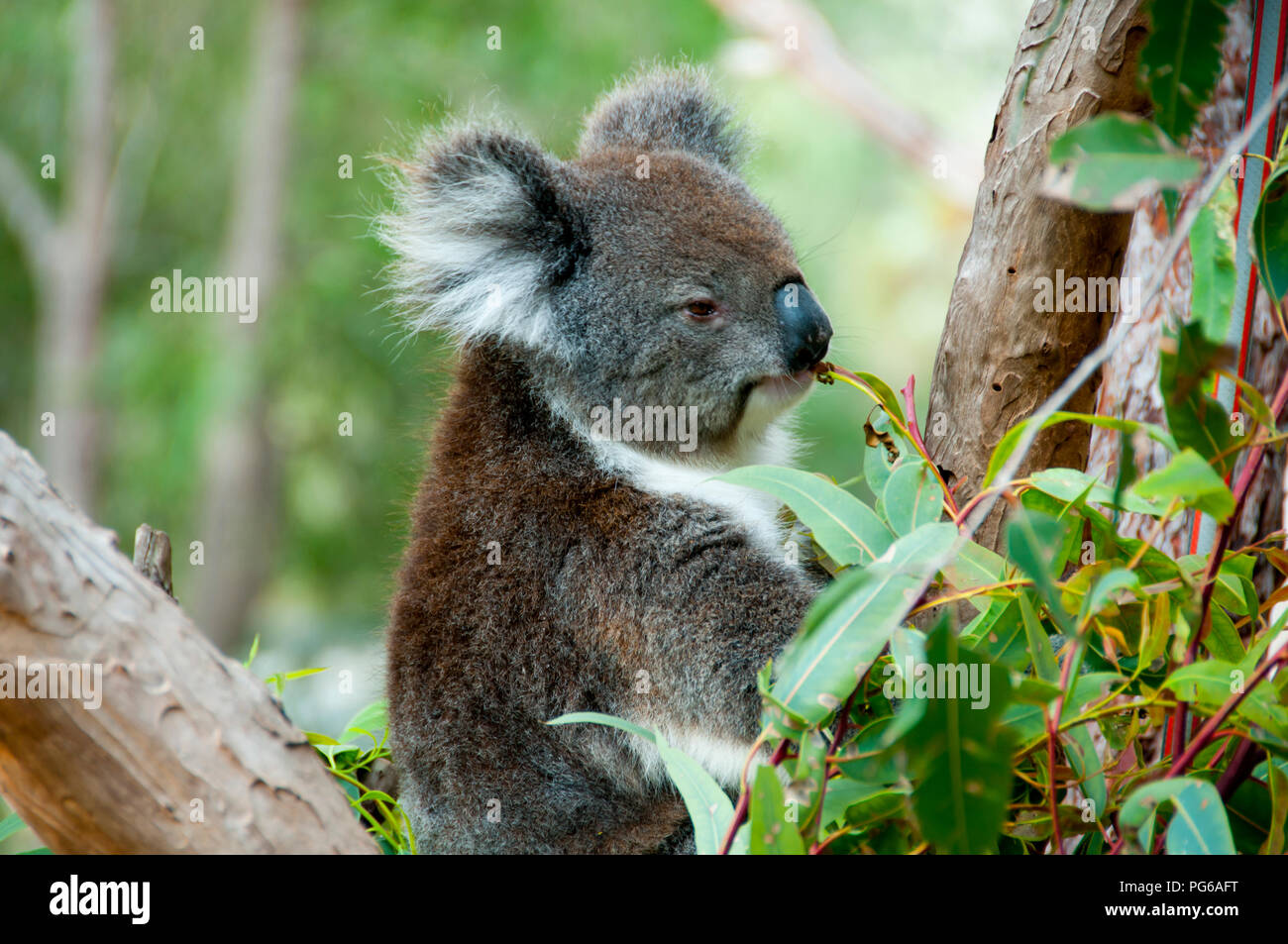 Koala on Eucalyptus Tree - Australia Stock Photo - Alamy