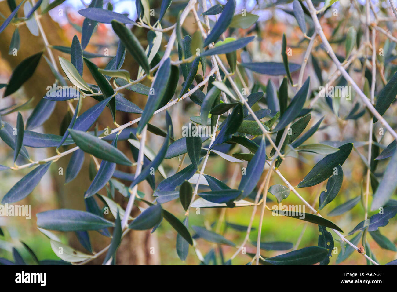 Italy, SE Italy, Region of Apulia, Province Olive tree branches and ...