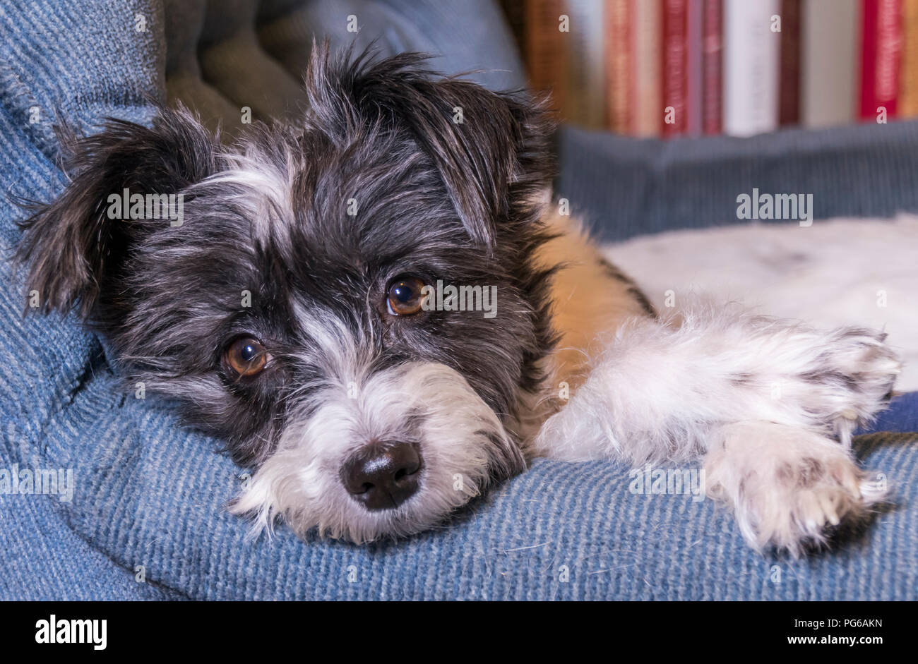 Merry Anna the Papijack lounging in a blue chair Stock Photo - Alamy