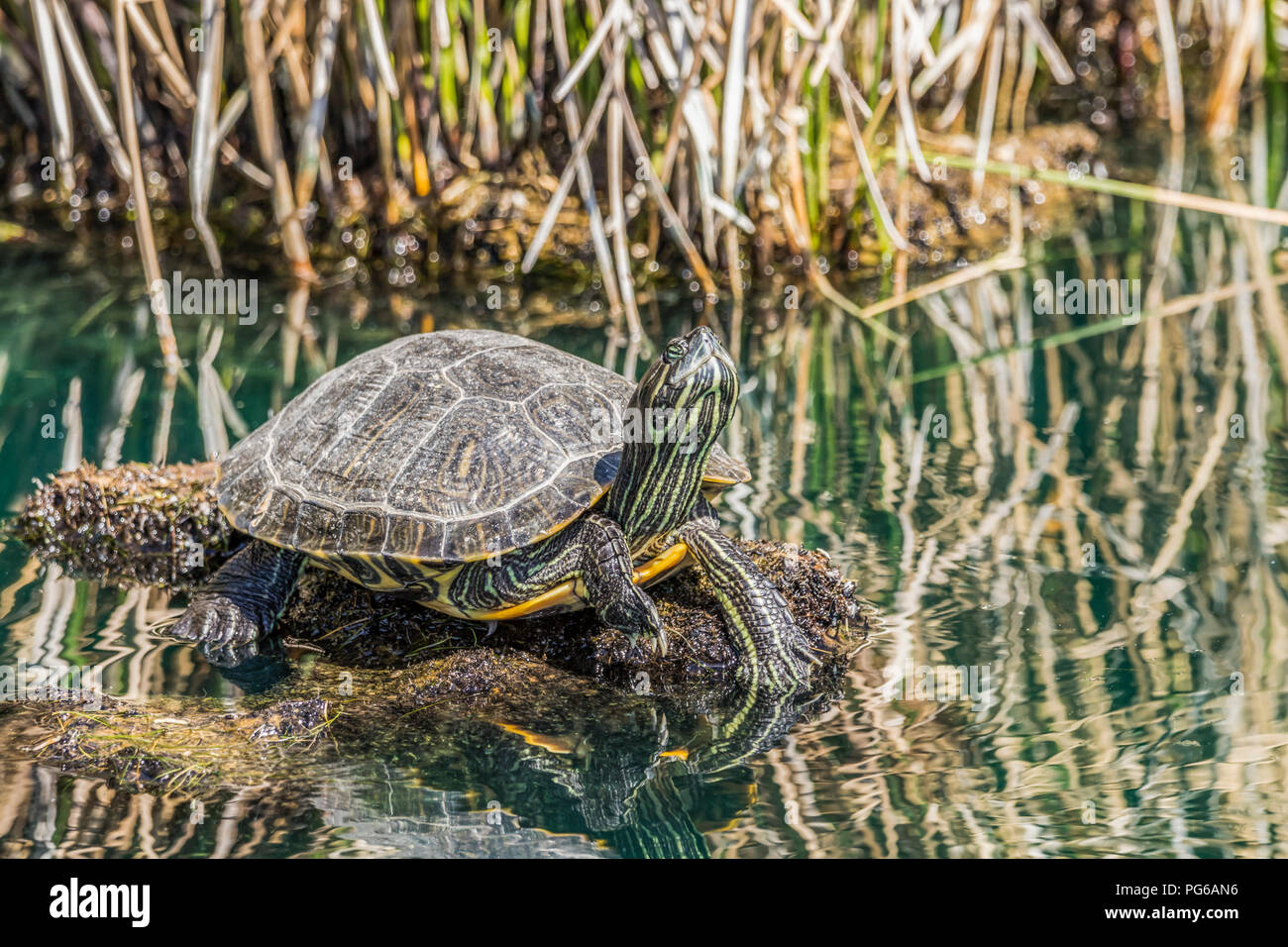 Turtles on Rock Stock Photo - Alamy
