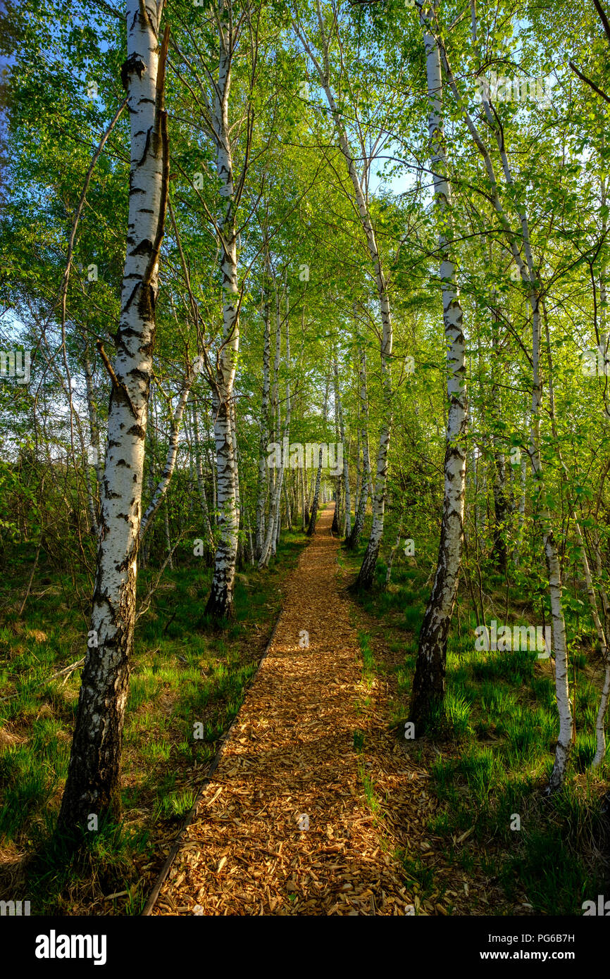 Birch swamp hi-res stock photography and images - Alamy