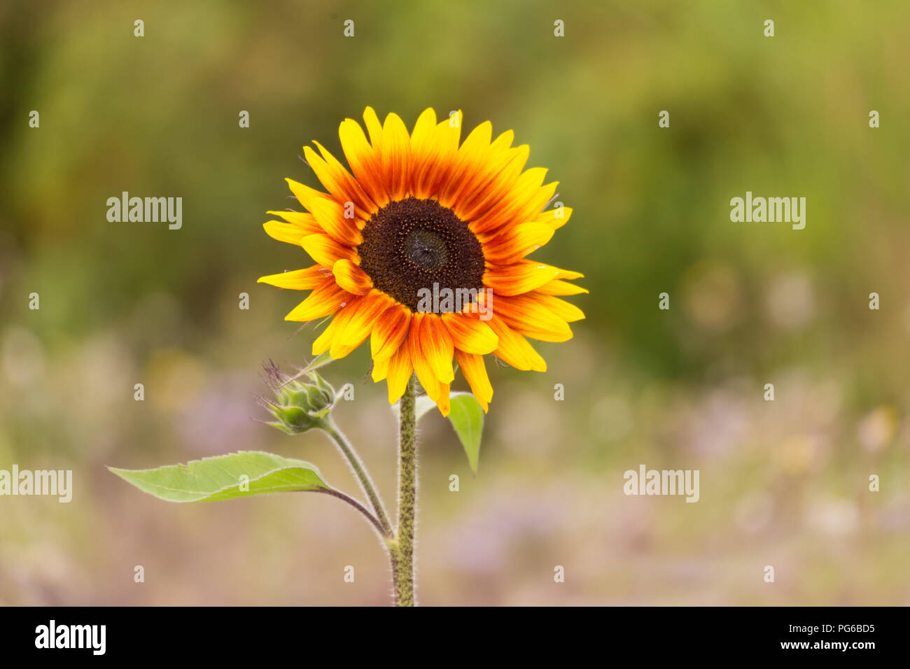 Firecracker flower hi-res stock photography and images - Alamy