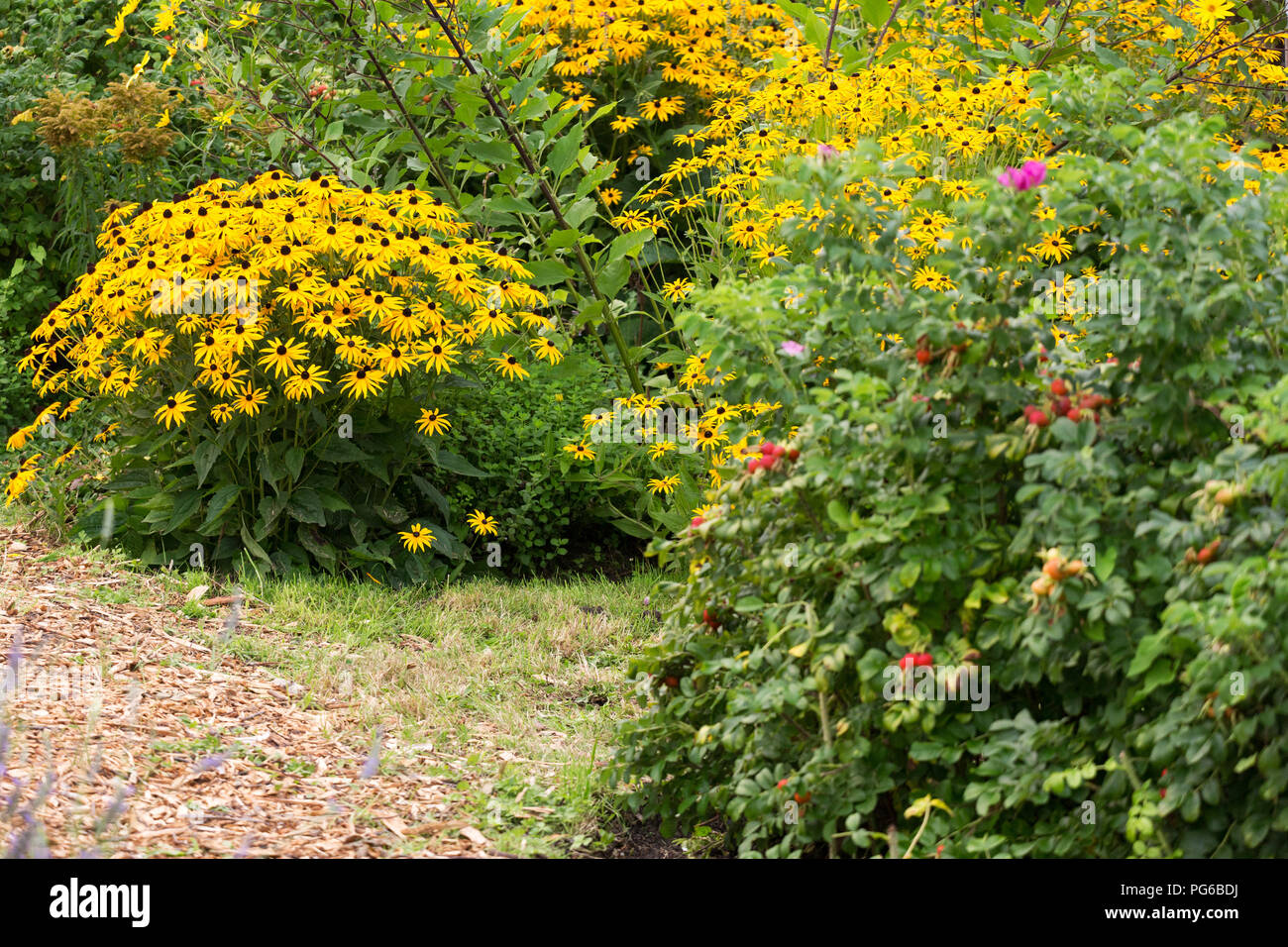 yellow daisy flower garden, nature beauty Stock Photo - Alamy