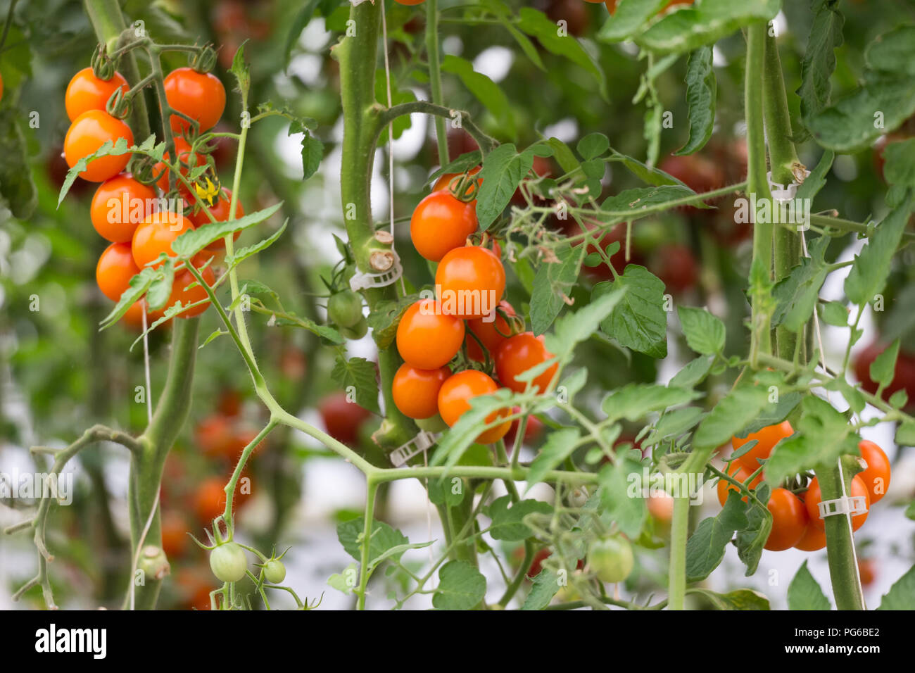 fresh yellow tomato on greenhouse, close up Stock Photo - Alamy