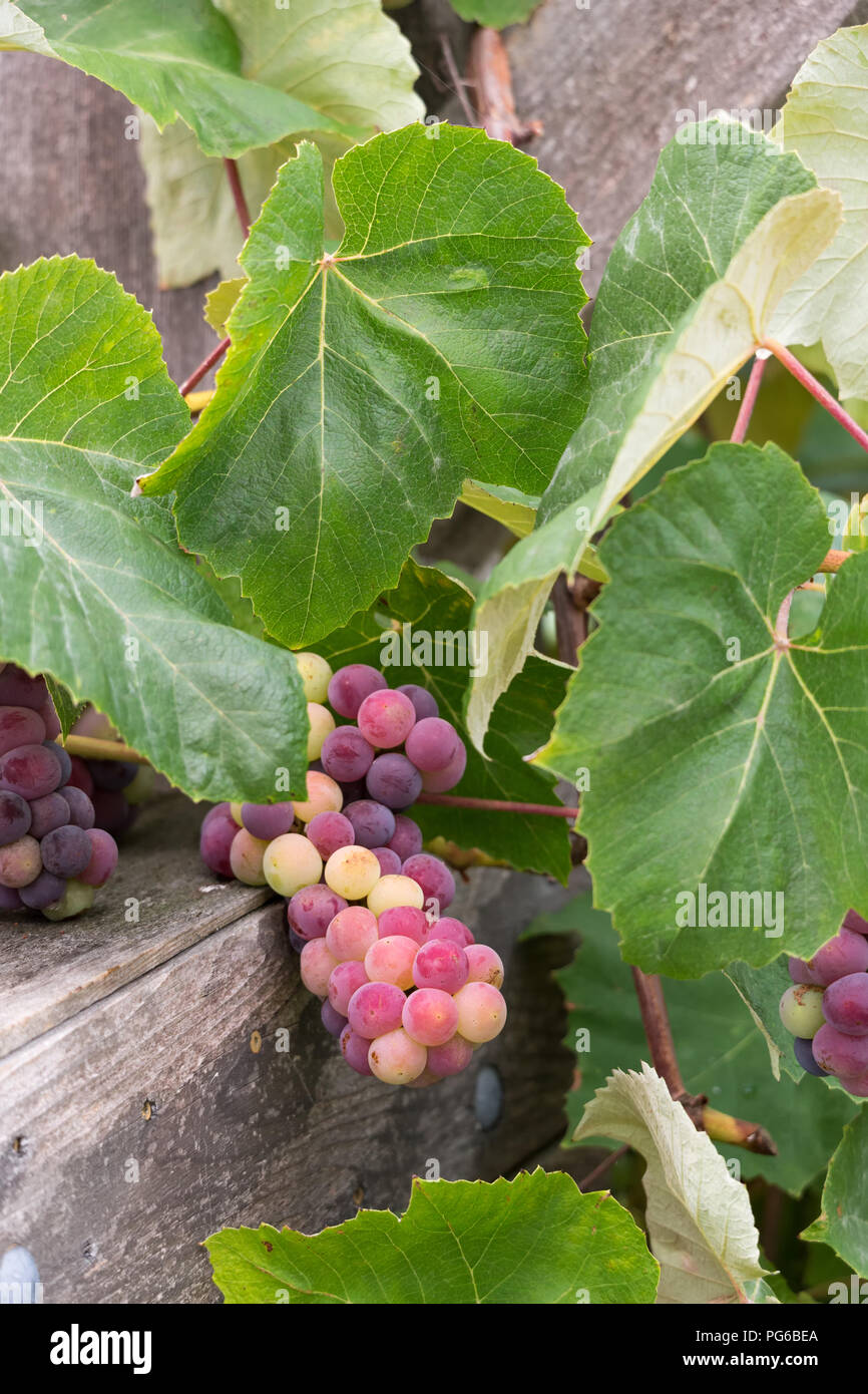 Grape trellis hi-res stock photography and images - Alamy