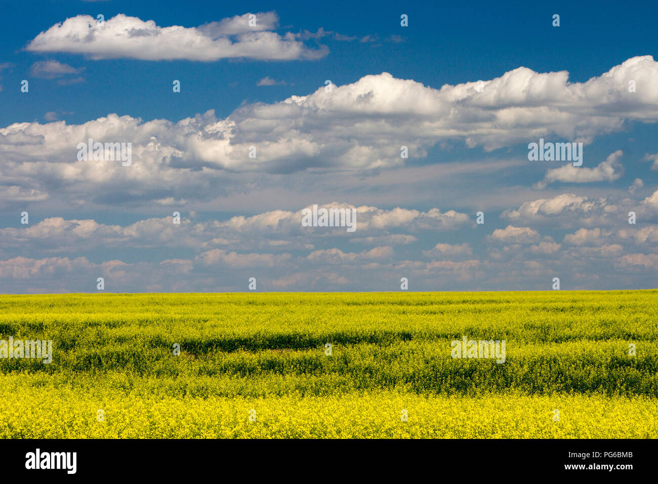 Canola field in bloom with yellow flowers in the Canadian prairies in ...