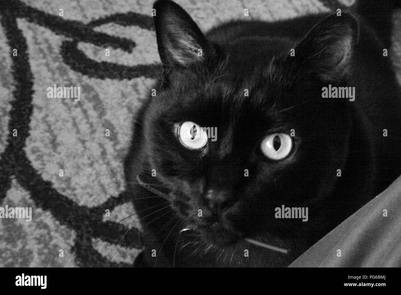 Caesar the Cat Stock Photo - Alamy