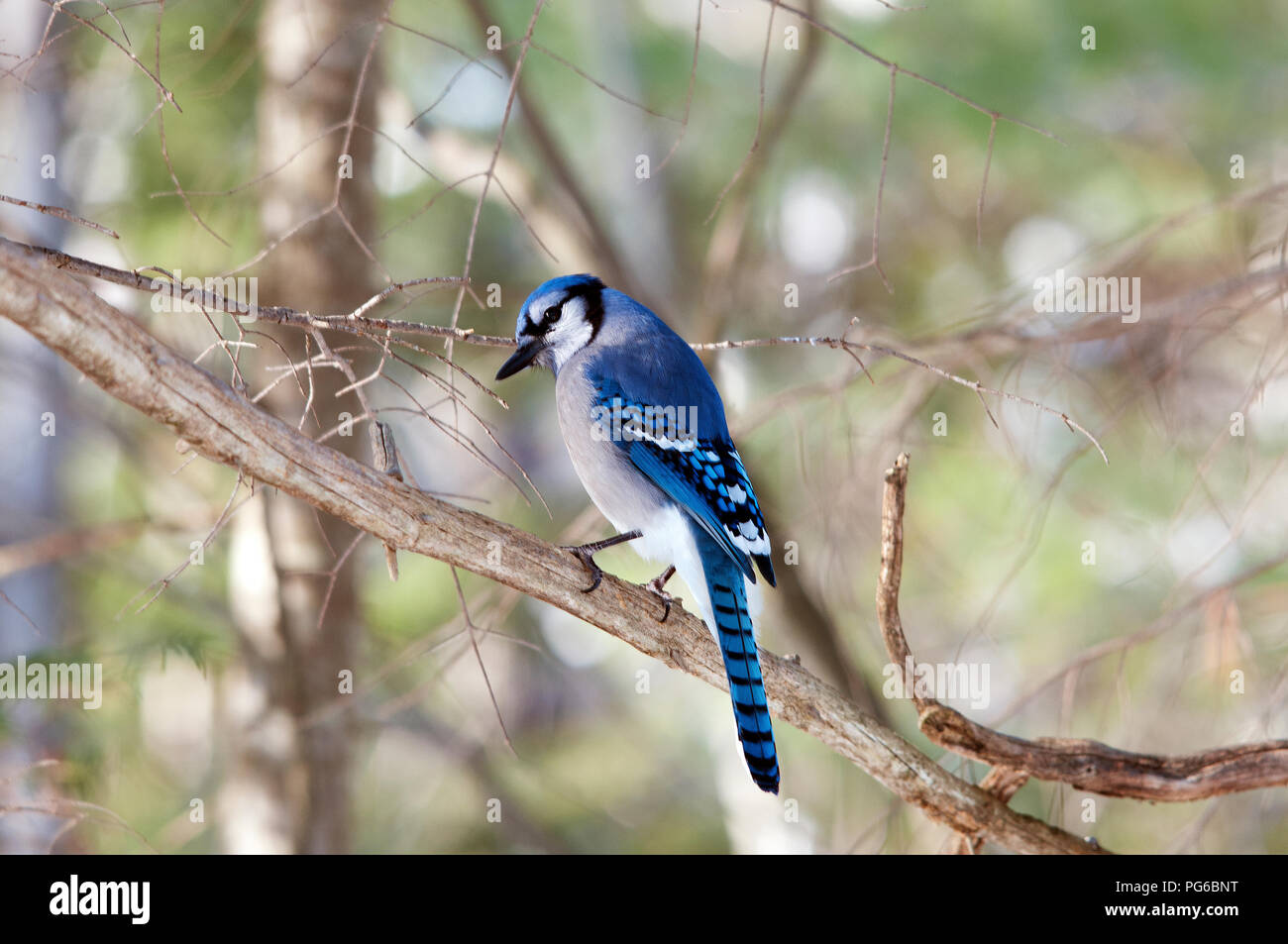 Blue Jay Hd