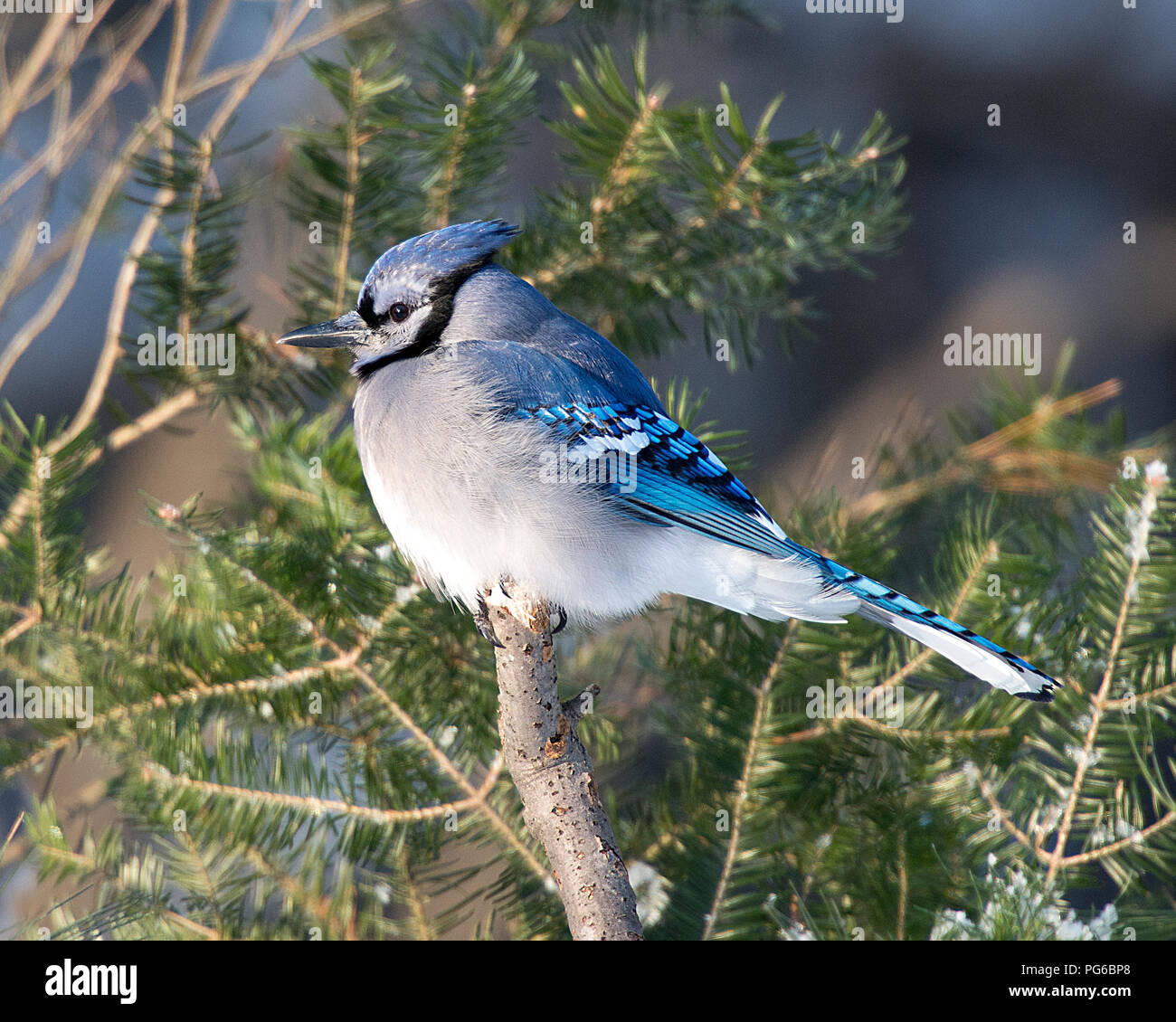 Blue Jay Hd