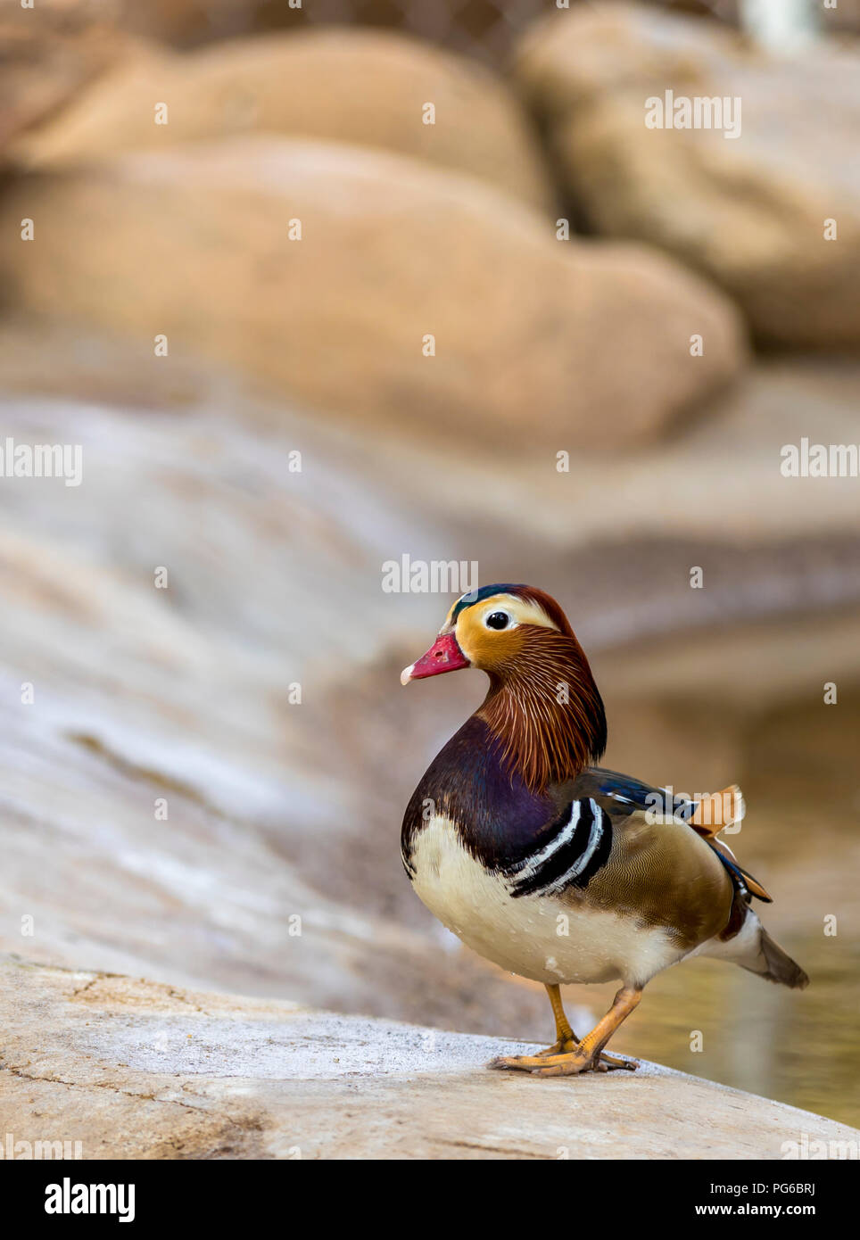 Close up of a mandarin duck hi-res stock photography and images - Alamy